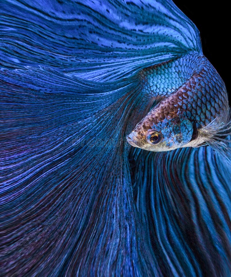 Blue Fish stock image. Image of violet, blue, light - 186507977