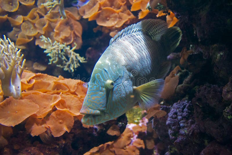 Blue Fish in Coral stock image. Image of vibrant, blue - 62310339