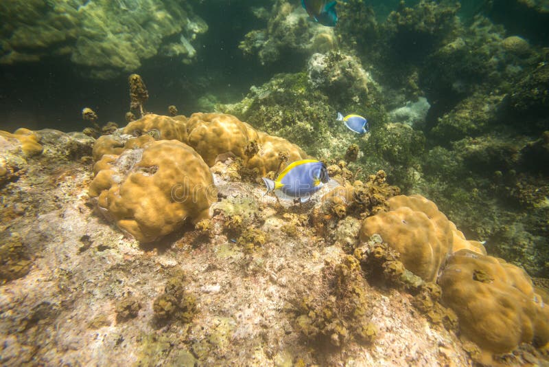 Blue Fish on Coral Reef in Indian Ocean Stock Image - Image of indian ...