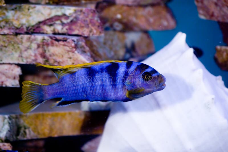 Blue fish gold fins stock image. Image of summer, malawi - 2128085
