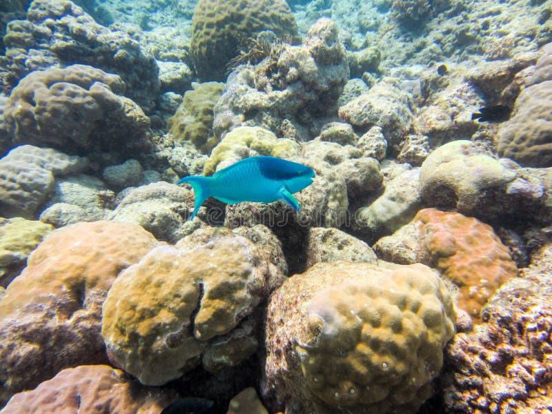 Blue Fish stock image. Image of caribbean, underwater - 95420081