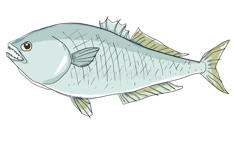 Grouper Drawing Stock Illustrations – 152 Grouper Drawing Stock ...