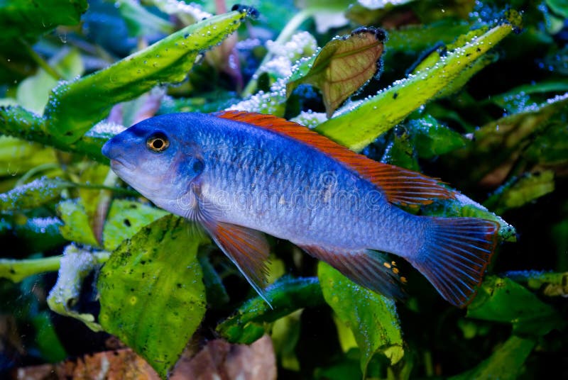 Blue fish red fins 2 stock image. Image of fishes, aquatic - 2128029