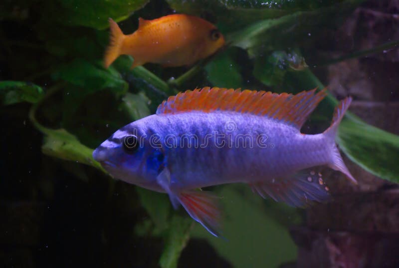 Blue Fish Red Fins Stock Photos - Image: 2298453