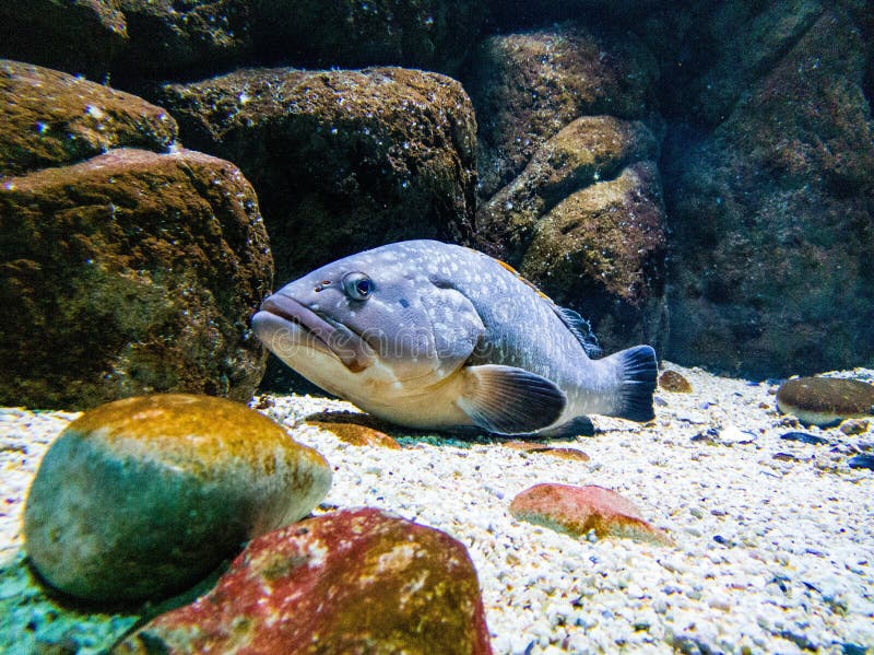 Blue fish resting stock photo. Image of fish, sitting - 95811314