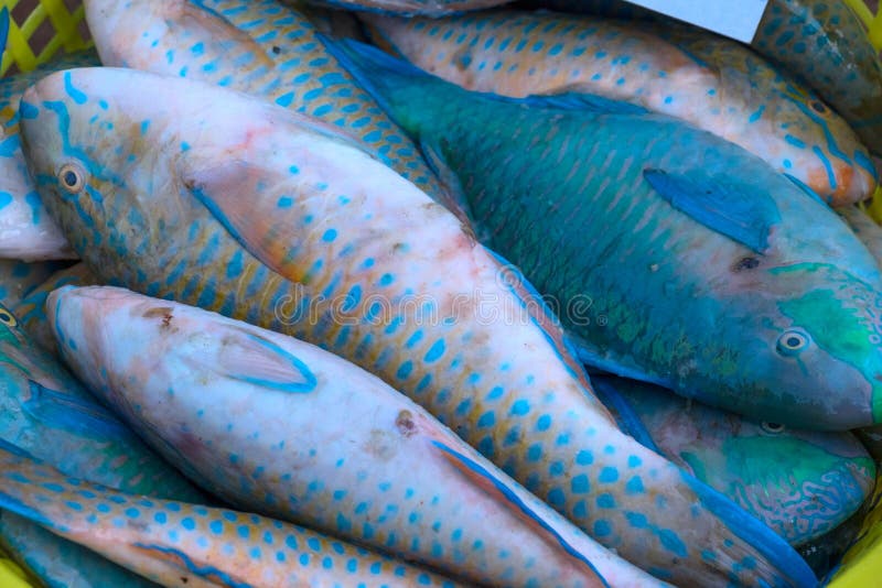 Blue Fish on a Street Market Stock Image - Image of blue, fish: 67954423