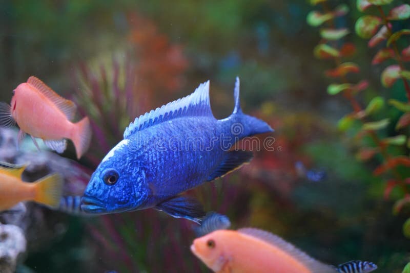 Blue Fish Striped Cichlid Swims in a Spacious Aquarium Stock Photo ...