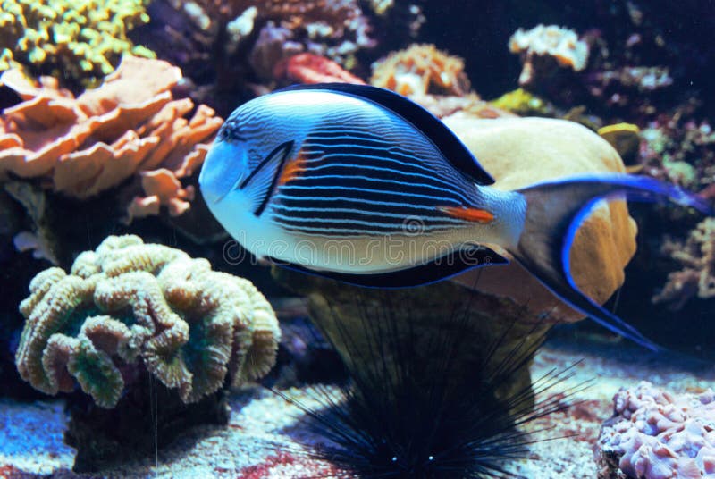 Blue fish with stripes. stock photo. Image of nature - 199384888