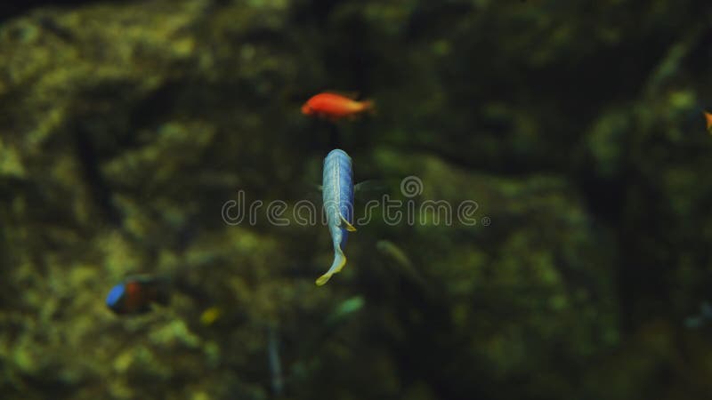 Blue Fish Swimming in a Green Aquarium with Blurred Orange Fish in the ...