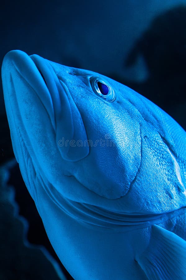 Blue Fish swimming stock image. Image of food, fishing - 241080407