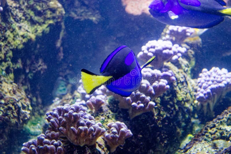 A blue fish in a fish tank stock image. Image of ridge - 263099051