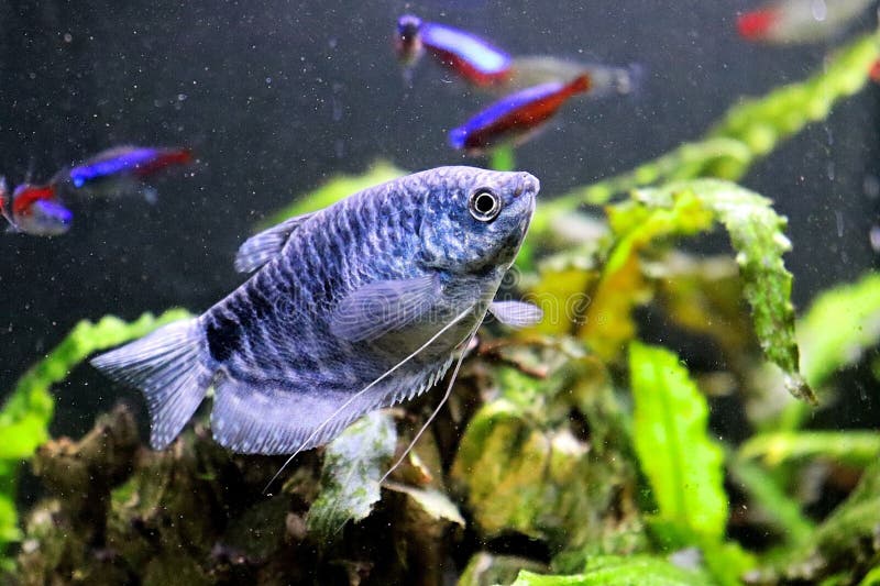 Blue Fish Trichogaster Trichopterus in the Aquarium Stock Photo - Image ...