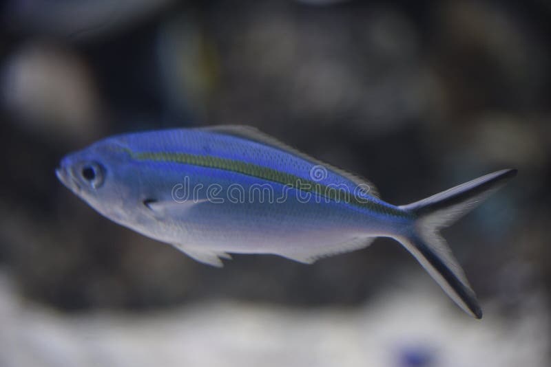 The blue fish 2 stock image. Image of stripe, colorful - 80461711