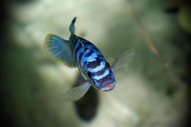 Blue Fish stock image. Image of nature, eyes, fish, swim - 48129225