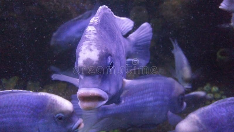 Blue Fish stock image. Image of face, world, blue, fish - 123594347