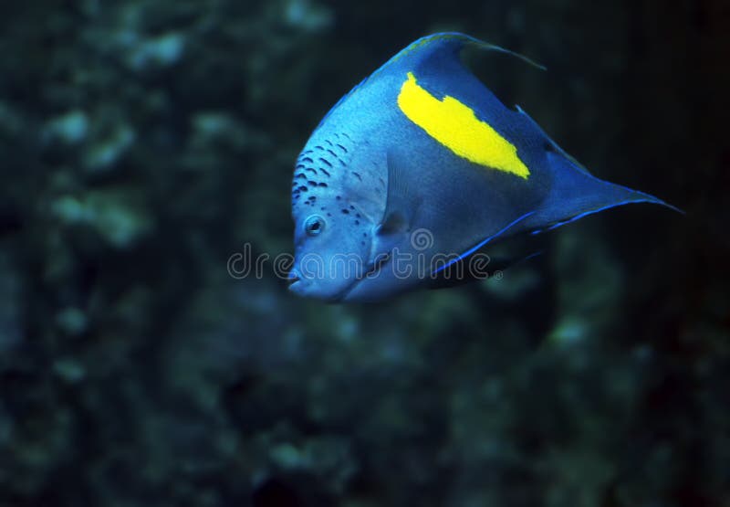 Blue Fish with Yellow Spot at Deep Ocean Front View Looking Stock Image ...
