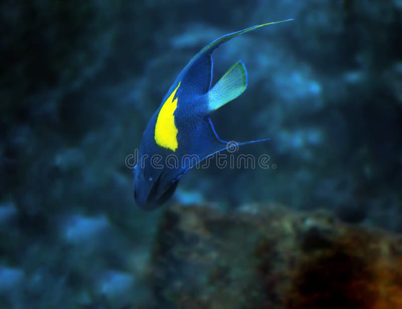Blue Fish with Yellow Spot at Deep Ocean View from Back Stock Photo ...