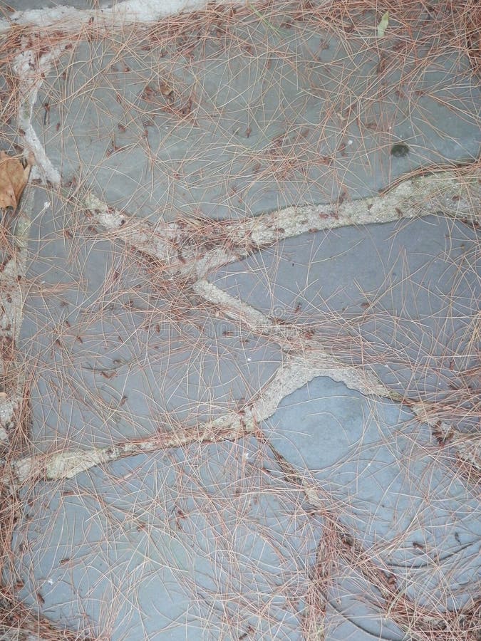 Blue Flag Stone Path with Scattered Pine Needle Stock Photo - Image of ...