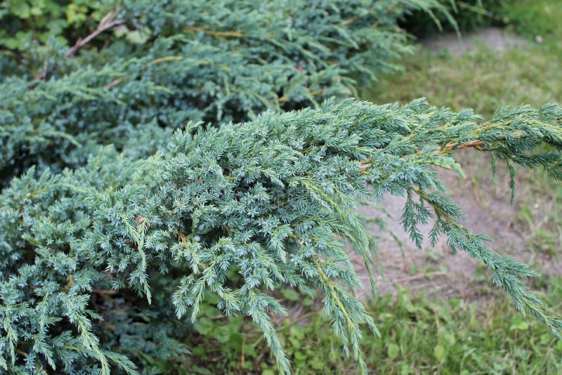 Blue Flaky Juniper Squamata Stock Image - Image of garden, plant: 41973739