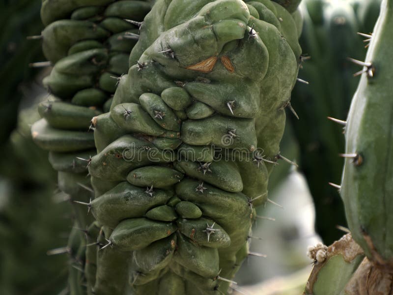 Blue Flame Mexican Cactus Detail Myrtillocactus Geometrizans Stock ...