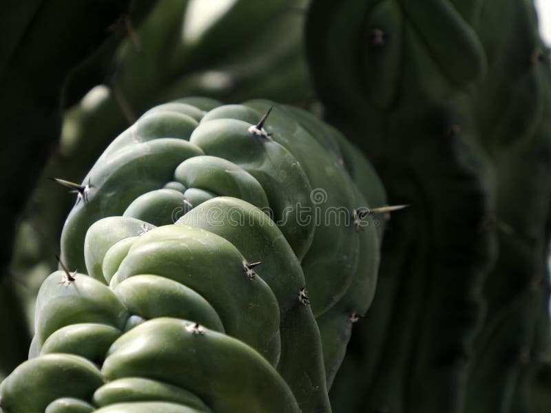 Blue Flame Mexican Cactus Detail Myrtillocactus Geometrizans Stock ...