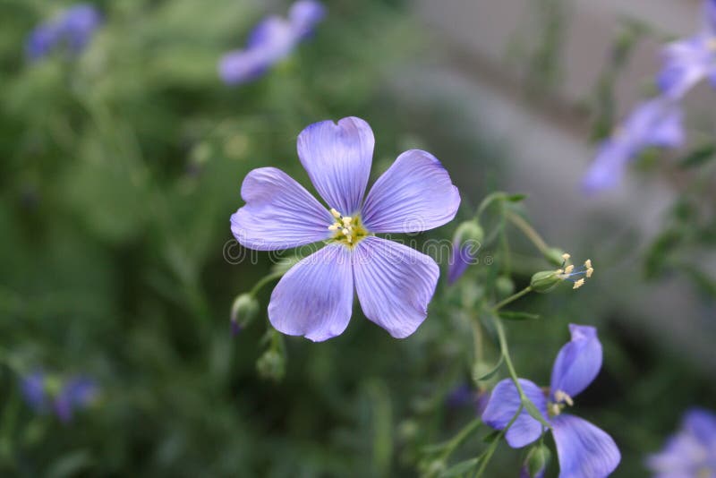 Blue flax field stock photo. Image of seed, garden, pasture - 14396310