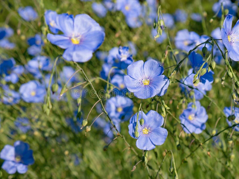 Blue Flax Blooming in a Meadow Stock Image - Image of landscape ...
