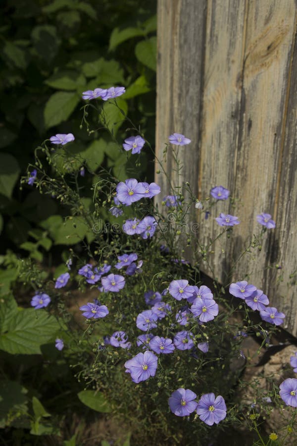 Blue flax stock photo. Image of agriculture, life, green - 96333220