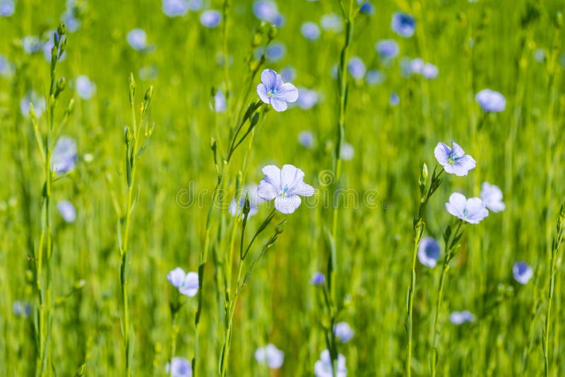 Blue Flax Field Closeup at Spring Shallow Depth of Field Stock Image ...
