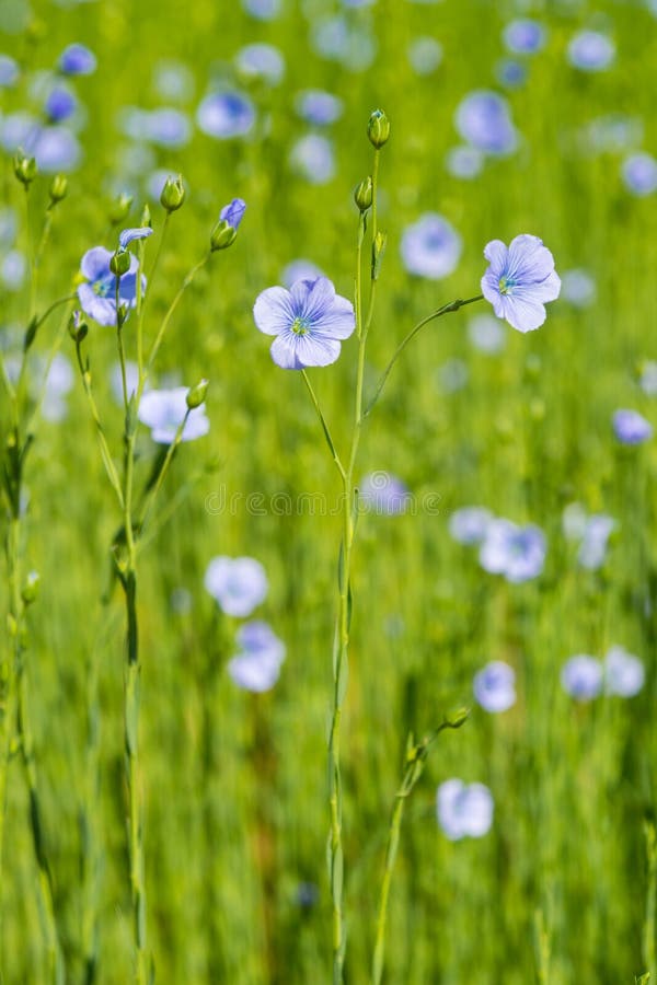 Blue Flax Field Closeup at Spring Shallow Depth of Field Stock Photo ...