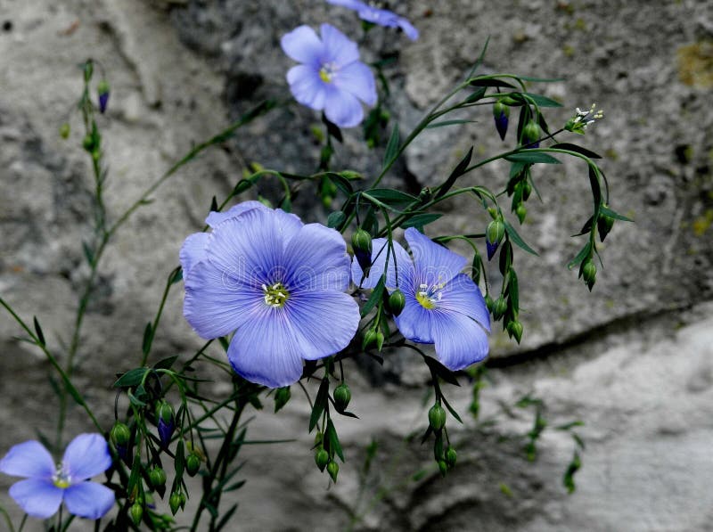 Blue flax flower stock image. Image of ridge, group, grow - 55764569