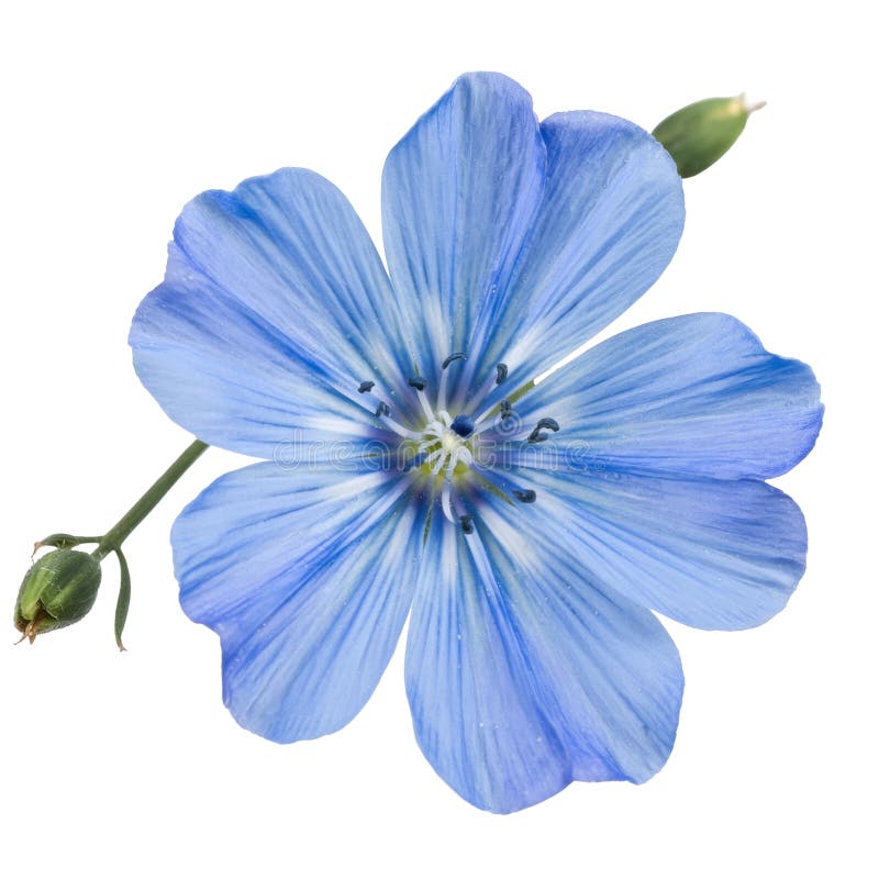 Blue Flax Flower Isolated on White Background Stock Illustration ...