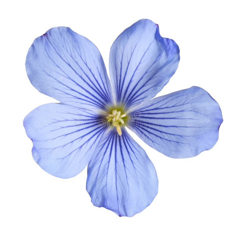 Blue Flax Flower Isolated on White Background Stock Illustration ...