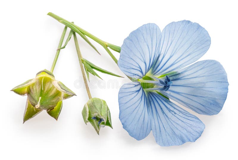 Blue Flax Flower Isolated on White Background. File Contains Clipping ...