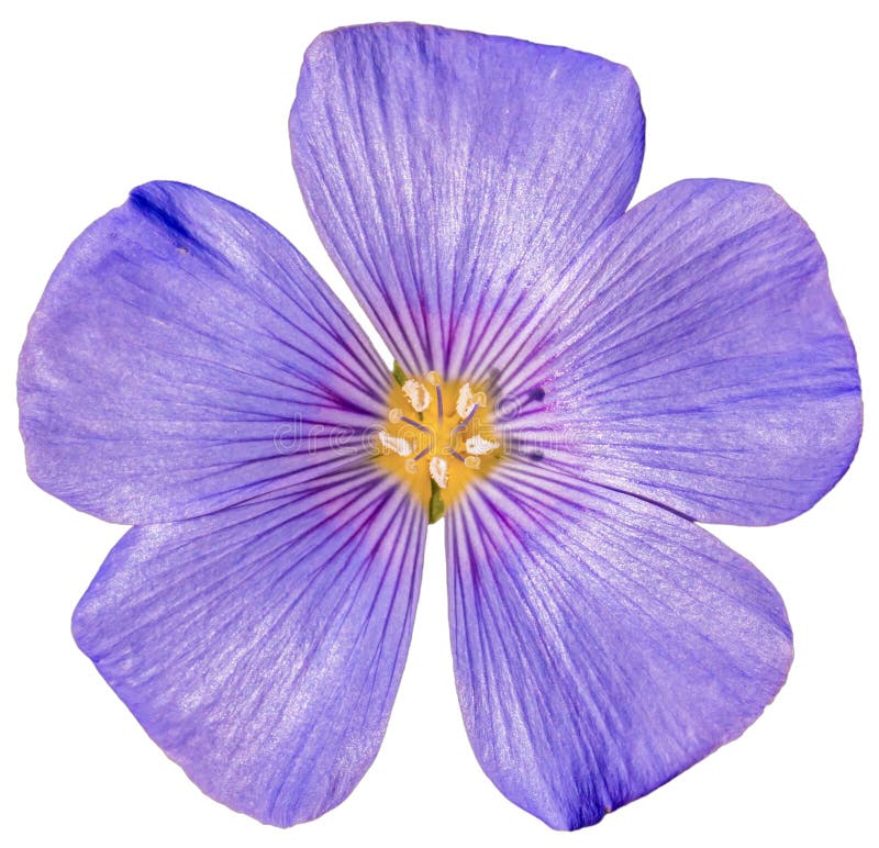 Blue Flax Flower on Transparent Background Stock Image - Image of ...