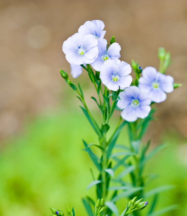 Blue flax flowers stock photo. Image of natural, delicate - 73746798