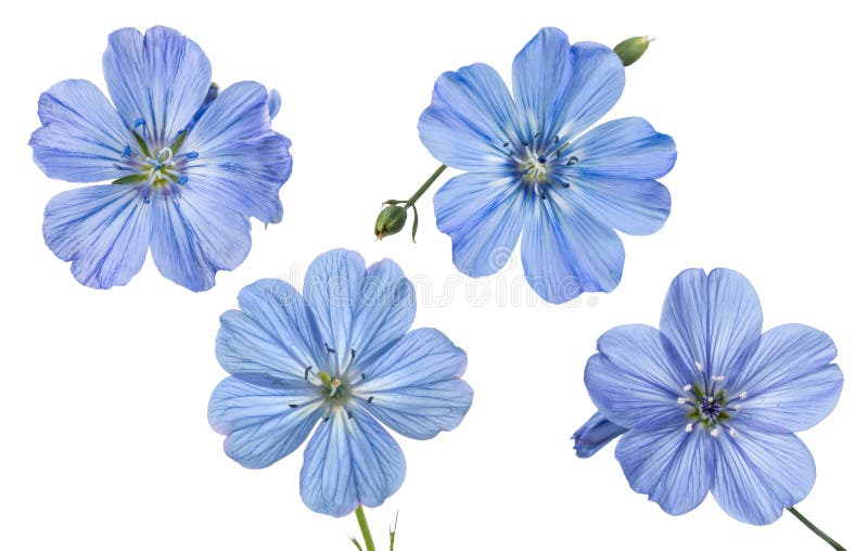 Blue Flax Flowers Isolated on White Background Stock Illustration ...
