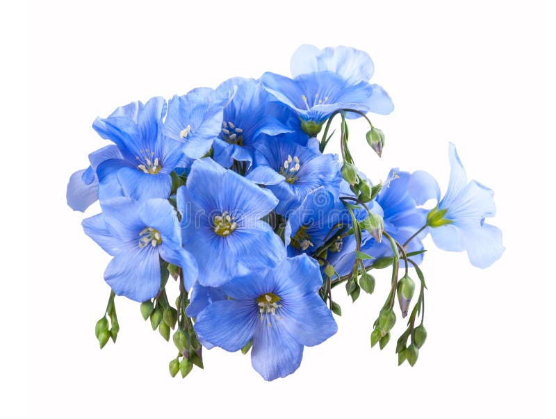 Blue flax flowers isolated stock image. Image of garden - 30972543
