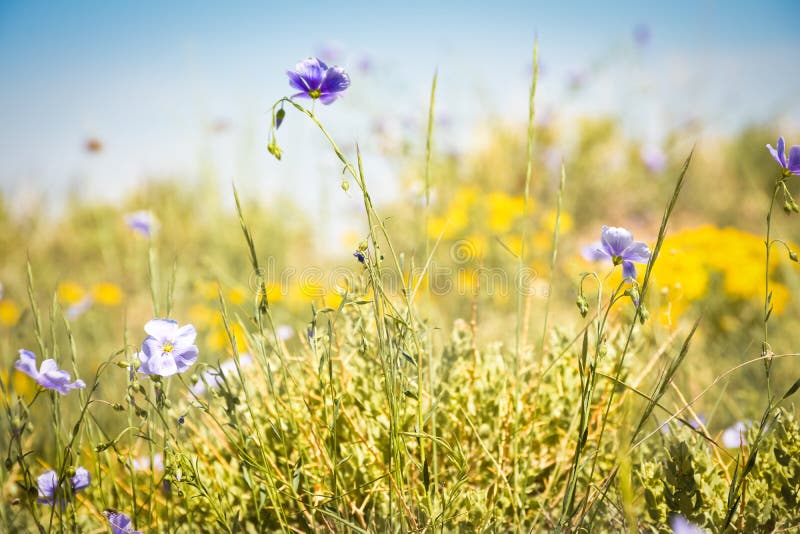 Blue Flax Wildflowers with Soft Blue Sky Background Stock Image - Image ...