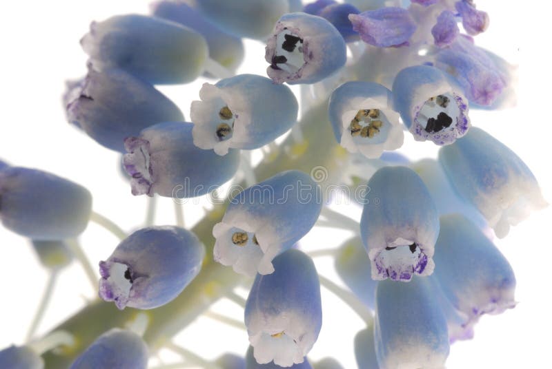 Blue floral buds stock photo. Image of spring, delicate - 4790794