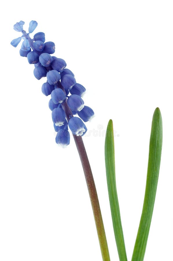 Blue flower. stock image. Image of specific, close, flower - 2305401