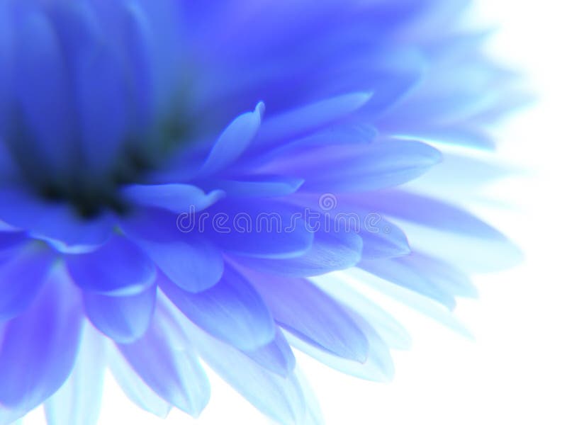 Blue flower stock photo. Image of texture, botanic, nature - 3216924