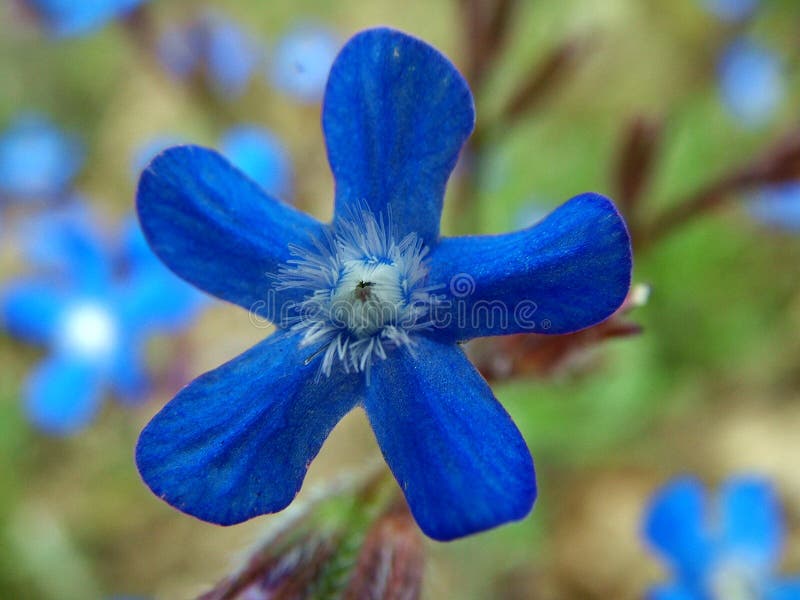 Blue Flower stock image. Image of countryside, flowers - 616909