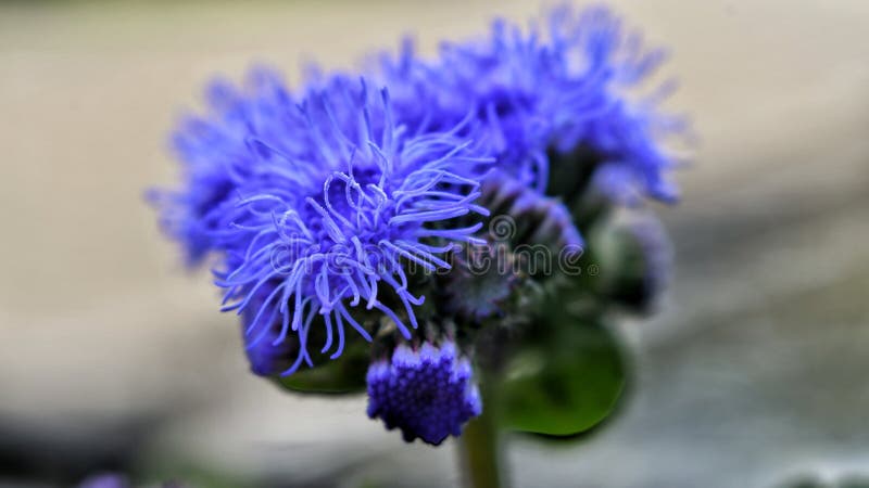 Blue flower albastra stock image. Image of albastra - 171906645