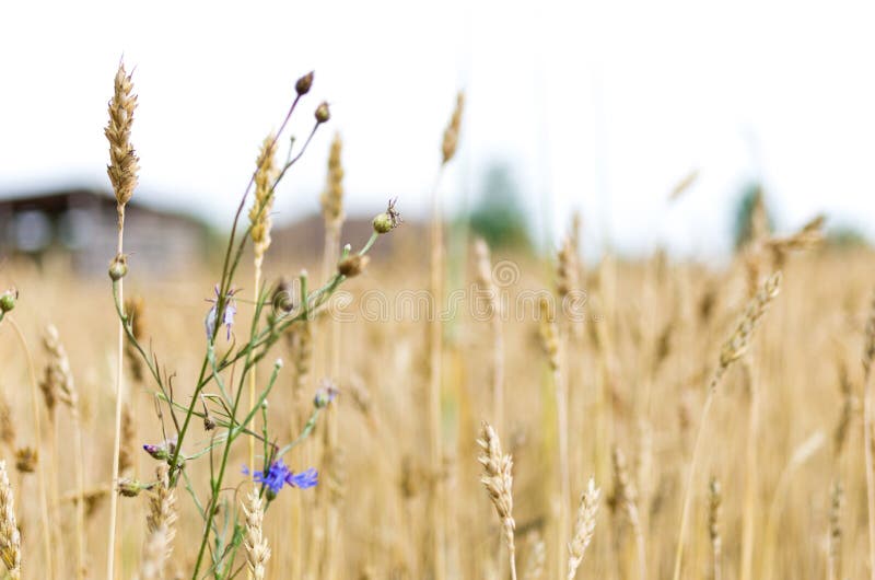 Blue Flower on the Background of Wheat. Stock Photo - Image of storage ...