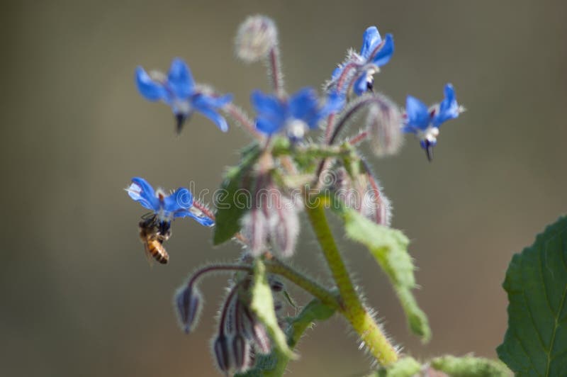 Blue Flower with Bee that Feeds Stock Image - Image of nature, flora ...