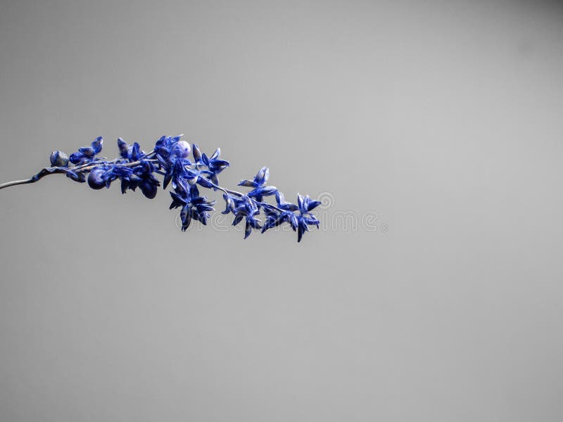 A Blue Flower is on a Branch Stock Image - Image of nature, flora ...