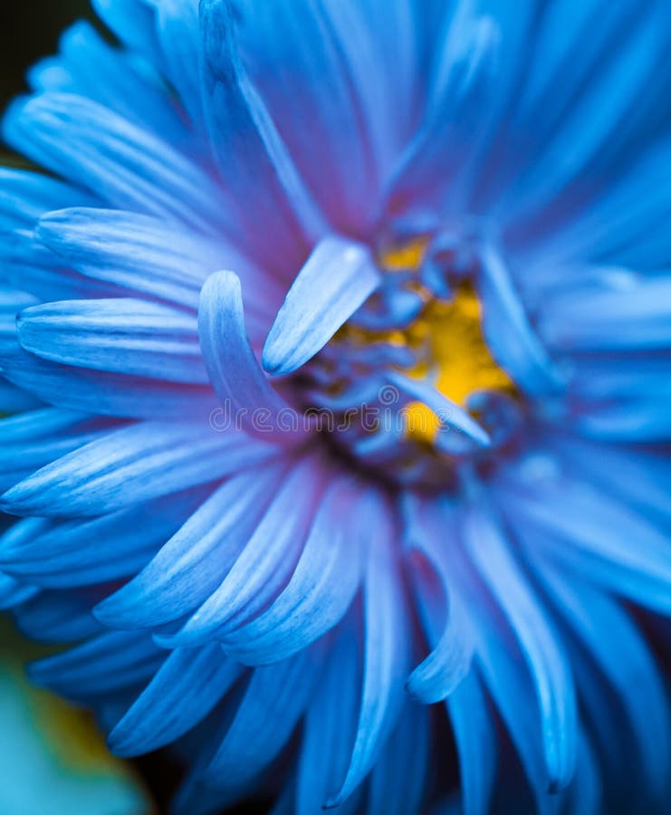 Blue flower bud stock photo. Image of sunlight, details - 100397074