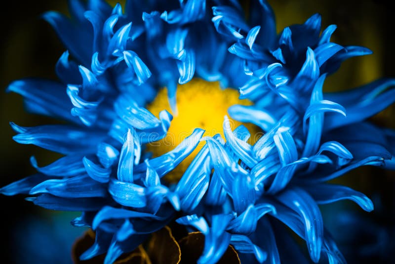 Blue flower bud stock photo. Image of nature, blossoming - 100397112