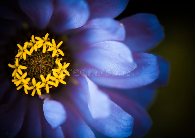 Blue flower bud on dark stock image. Image of color - 124172931